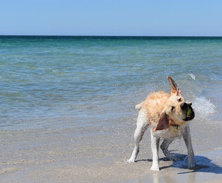 Dog Exercise Areas » City of Busselton